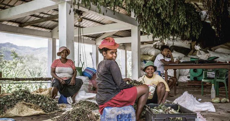 Madagascar, a land of innovation for Symrise - Nez the olfactory ...