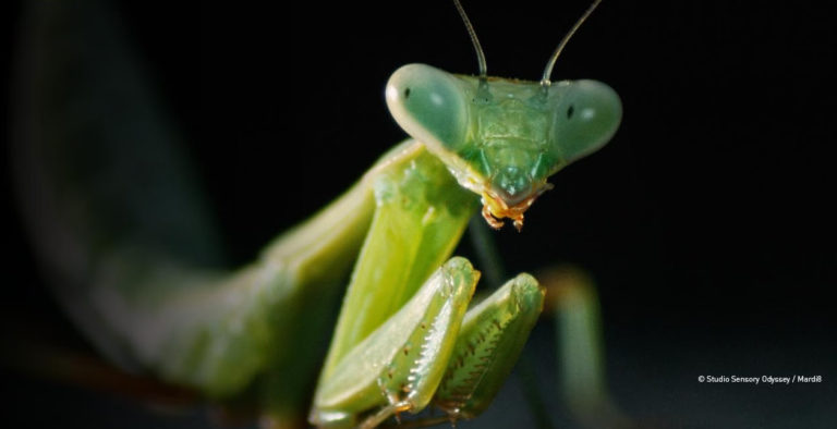 Nez, the olfactory cultural movement - Nez the olfactory cultural movement